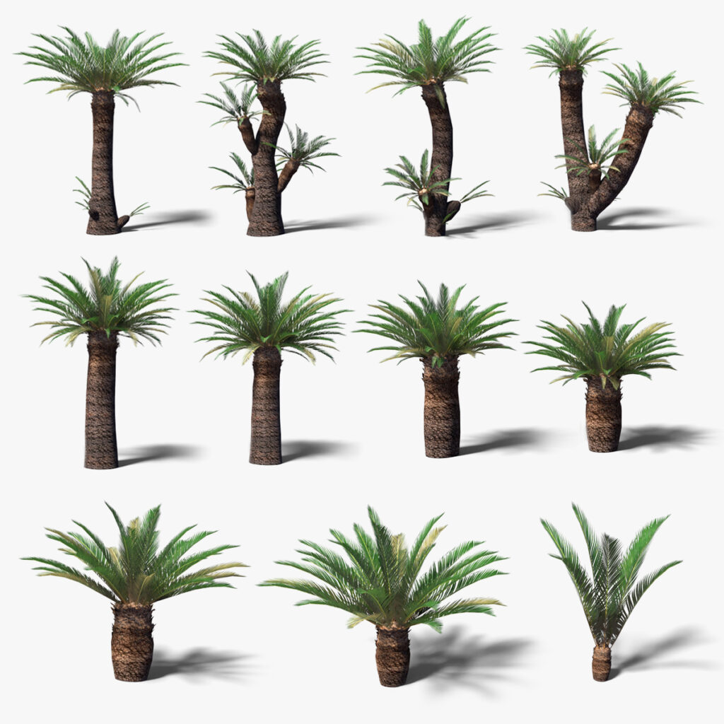 Low Poly Cycads Collection 3D Model – VMulti